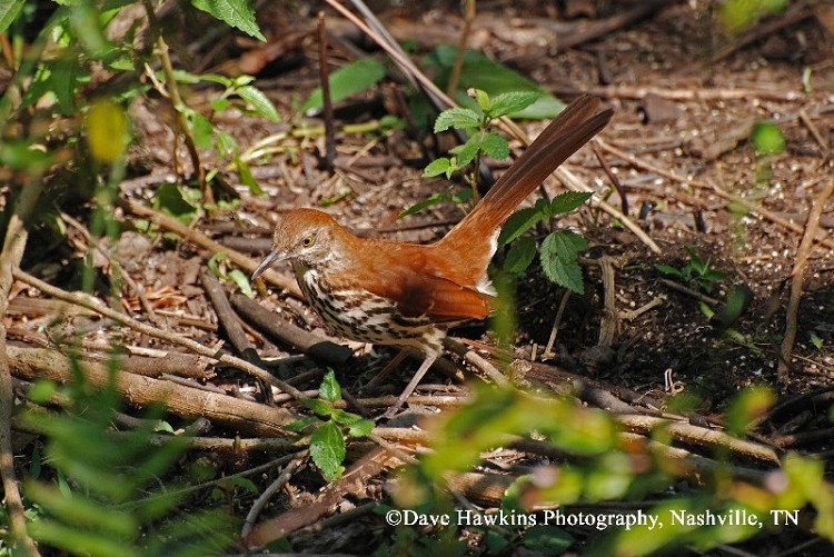 Tennessee Watchable Wildlife | Brown Thrasher - Habitat: Tennessee Watchable Wildlife | Brown Thrasher - Habitat: