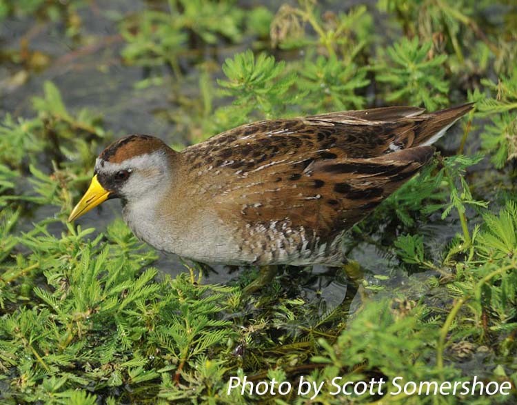 Tennessee Watchable Wildlife | Sora - Habitat: Tennessee Watchable Wildlife | Sora - Habitat: