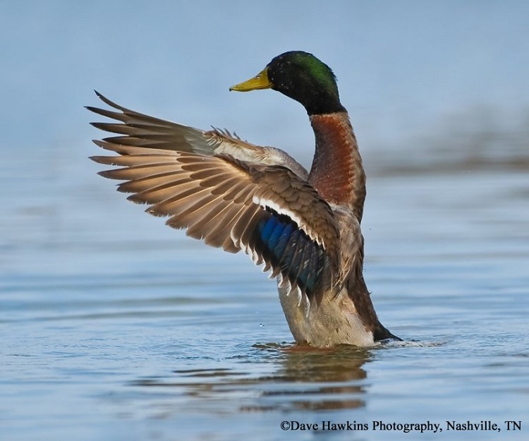 Tennessee Watchable Wildlife | Mallard - Habitat: Tennessee Watchable Wildlife | Mallard - Habitat: