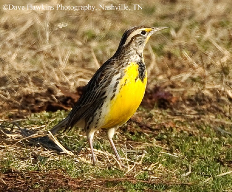 Tennessee Watchable Wildlife | Western Meadowlark - Habitat: Tennessee Watchable Wildlife | Western Meadowlark - Habitat: