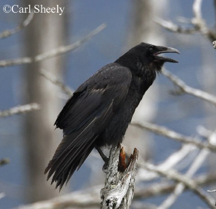 Tennessee Watchable Wildlife | Common Raven - Habitat: FOREST Tennessee Watchable Wildlife | Common Raven - Habitat: FOREST