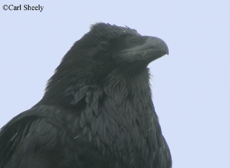 Tennessee Watchable Wildlife | Common Raven - Habitat: Tennessee Watchable Wildlife | Common Raven - Habitat: