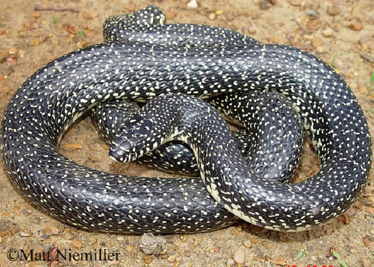 Tennessee Watchable Wildlife | Common Kingsnake Tennessee Watchable Wildlife | Common Kingsnake