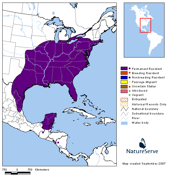 Tennessee Watchable Wildlife | Carolina Wren - Habitat: TENNESSEE Tennessee Watchable Wildlife | Carolina Wren - Habitat: TENNESSEE