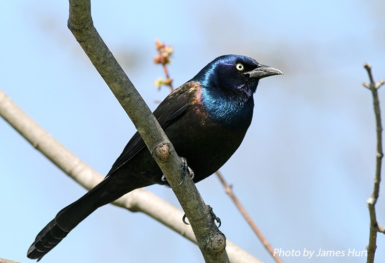Tennessee Watchable Wildlife | Common Grackle - Habitat: Tennessee Watchable Wildlife | Common Grackle - Habitat: